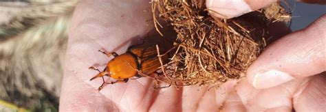 Red Palm Weevil Infection Detection With Remote Sensing Belgian Platform On Earth Observation