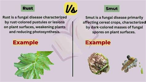 Difference Between Rust And Smut