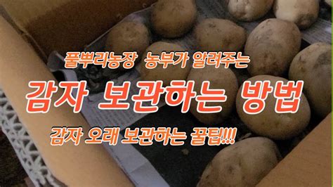 감자 보관 하는 방법 수미감자 괴산감자 감물감자 감자보관법 Youtube