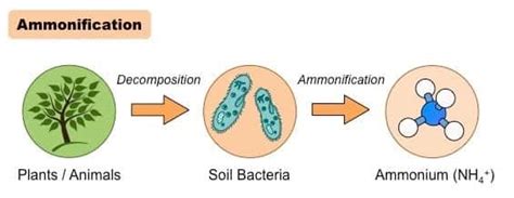 Ammonification Overview Examples Defination