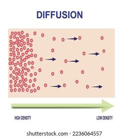 Vector Scientific Scheme Diffusion Movement Molecules Stock Vector Royalty Free