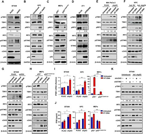 Mutant P53 Suppresses Innate Immune Signaling To Promote Tumorigenesis Pmc Mutant P53 Suppresses Innate Immune Signaling To Promote Tumorigenesis Pmc