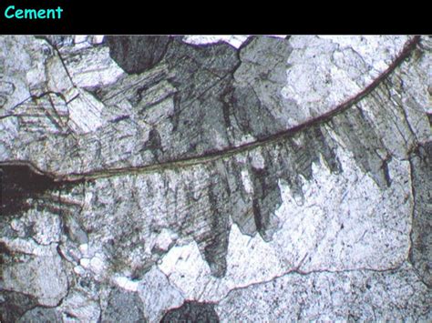 Ppt Carbonate Sediments And Depositional Environments Powerpoint