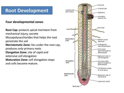 Ppt Plant Physiology Powerpoint Presentation Free Download Id2013473
