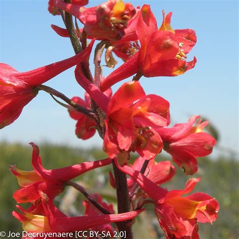 Delphinium Cardinale Scarlet Delphinium California Native Seeds From Cnps Sd