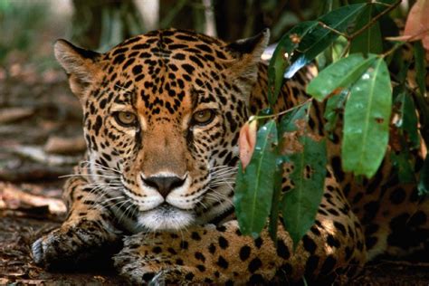 Corcovado National Park