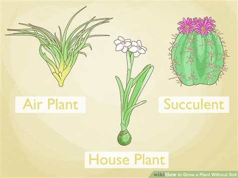 Fascinating And Easy Ways To Grow A Plant Without Soil
