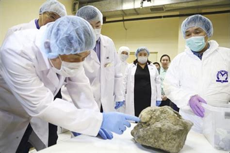 South Koreans Kick Off Efforts To Clone Extinct Siberian Cave Lions Ancient Origins