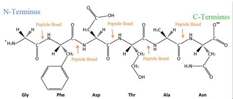 4 2 Levels Of Protein Structure Biology Libretexts