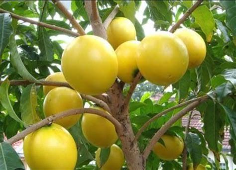 Abiu Fruit Nipple Verity