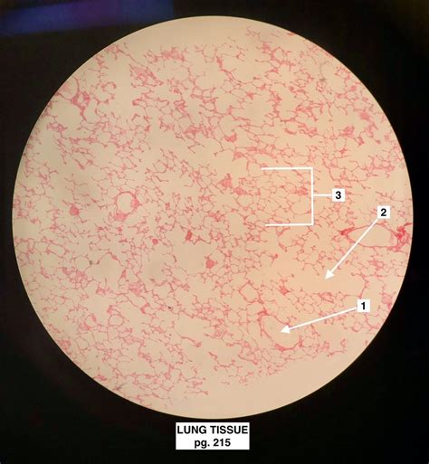 Lung Tissue Microscope Slide Diagram Quizlet