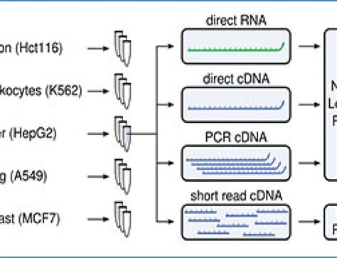 New Machine Learning Tool Enhances Cancer Detection In Single Cell Rna