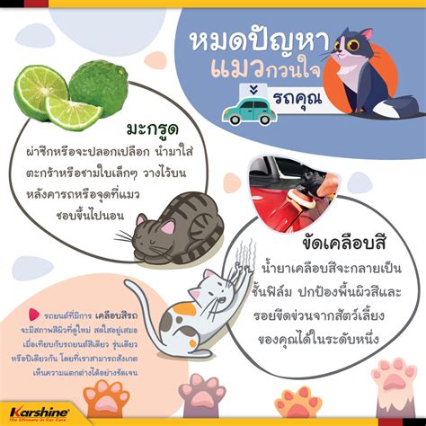 Infographic อินโฟกราฟิก ความรู้ทั่วไปเกี่ยวกับรถที่คุณรัก