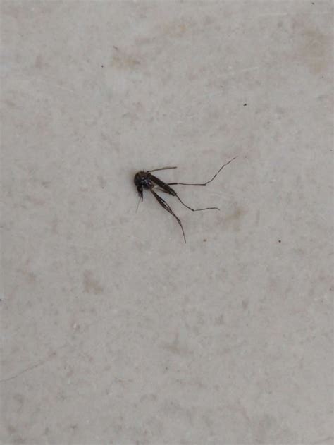 Cocotoyolo Object Detection Dataset And Pre Trained Model By Mindset