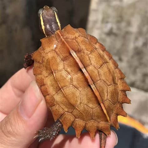 Black Breasted Leaf Turtle Geoemyda Spengleri For Sale Happyforeststore