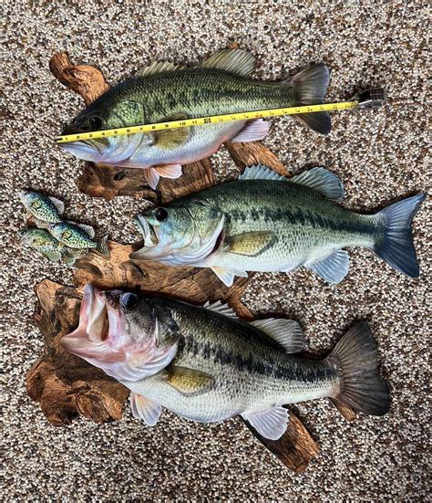 Largemouth Bass Trio Reproduction Reelistic Replicas