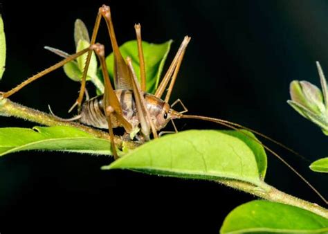 How Many Heart Chambers Does A Cockroach Have The Buginator