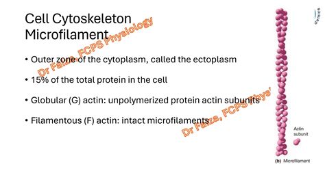 Cell Cytoskeleton And Molecular Motors Pdf