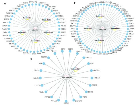 The Prediction Of Circrna Associated Interaction Networks During The