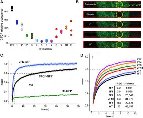 Zf Mutations Affect Ctcf Binding And Chromatin Residence Time In Vivo