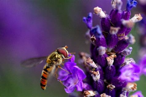 Premium Photo Close Up Of Hoverfly Pollinating On Purple Flower