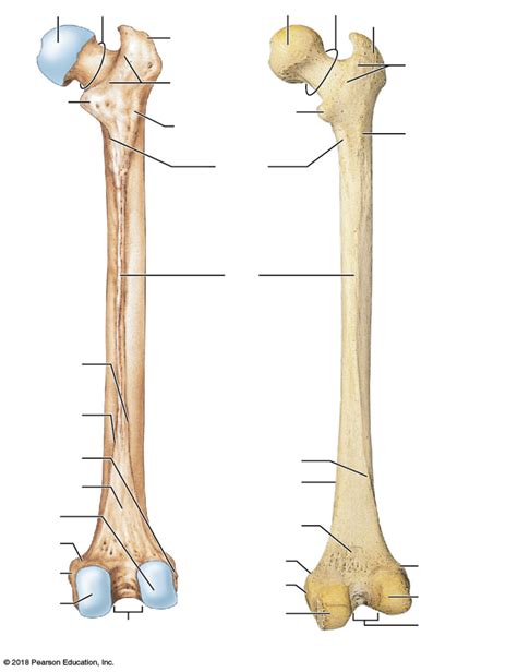 Femur Posterior View Diagram Quizlet