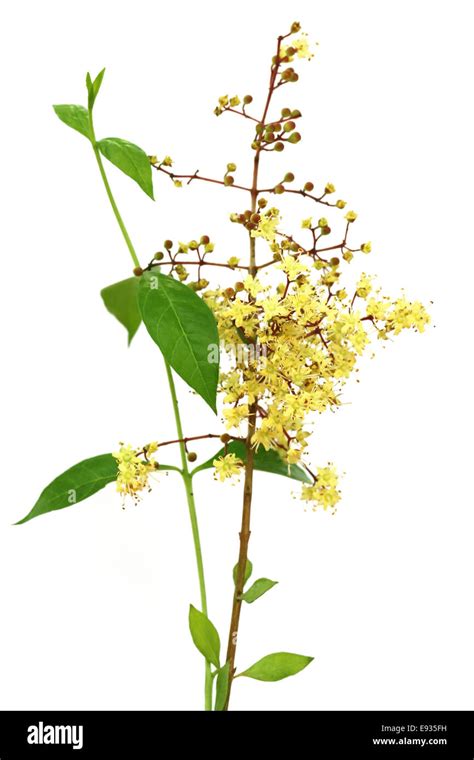 Lawsonia Inermis Hedge