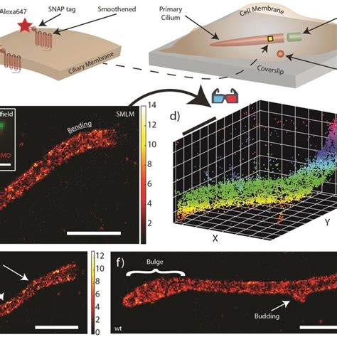 1 A First Ever Realization Of A 3d Sted Microscope A Normal Shaped Download Scientific