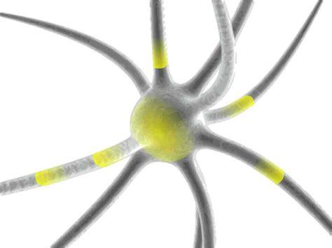 What Are Synapses Definition Classifications Parts Structures And Functions