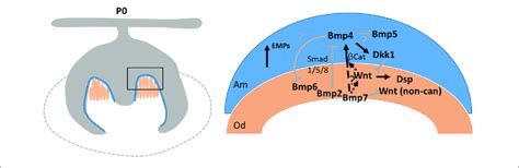 Schematic Representation Of How Bmp Signaling Regulates The Initial Download Scientific