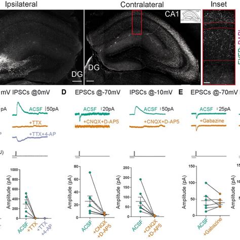 The Somatostatin Cre Sst Cre Line Is Not Specific For Sst⁺ Download Scientific Diagram