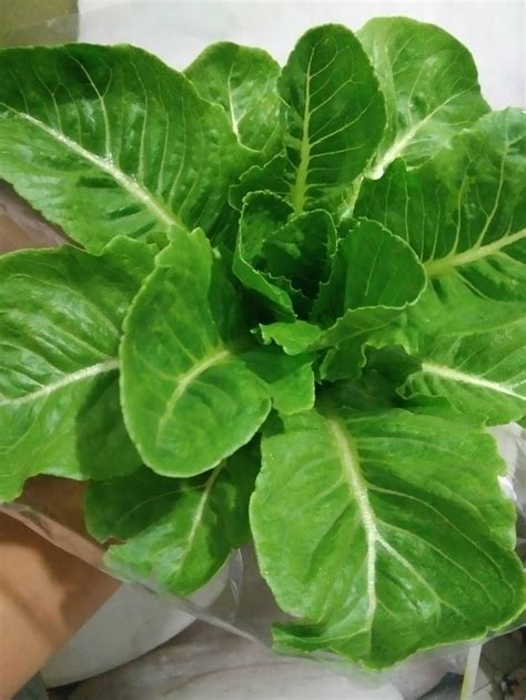 รูป ผักสลัดไฮโดรโปนิกส์ กรีนโอ๊ค เรดโอ๊ค บัตเตอร์เฮด กรีนคอส ผักกาดแก้ว