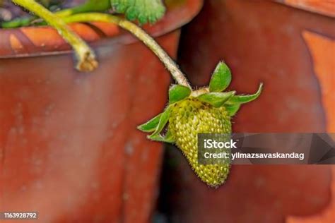 삼림 딸기 또는 다른 이름 야생 딸기와 자연에서 녹색 잎을 닫습니다 0명에 대한 스톡 사진 및 기타 이미지 0명 건강한 식생활 과일 Istock