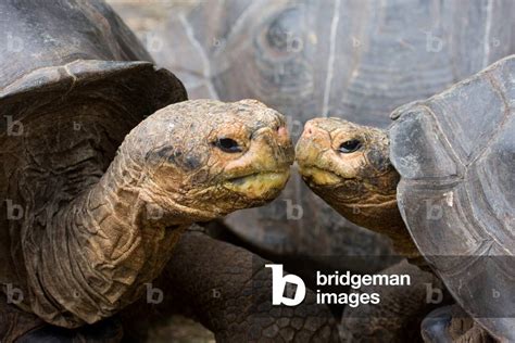 Image Of Galapagos Giant Turtle Galapagos Giant Turtle Galapagos Giant