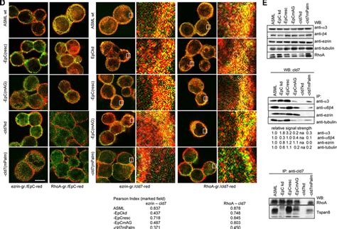The Impact Of Palmitoylated Cld7 On Cell Motility A Wt Kd And Download Scientific Diagram
