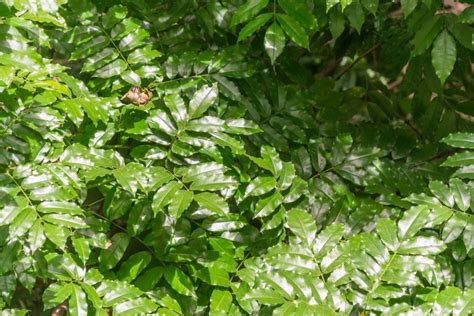 Ficus Plant Types All About The Evergreen House Plant Plantisima