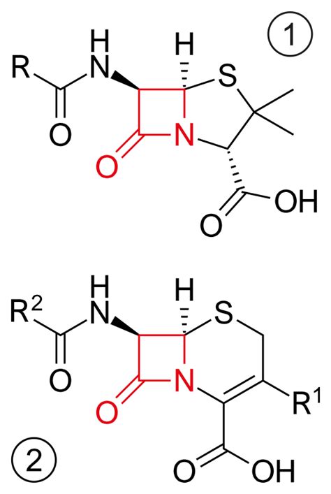 Beta Lactam Antibiotics Wikiwand