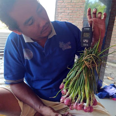 Cabriotop Buktikan Mampu Menambah Jumlah Bobot Umbi Basf Crop Solutions Indonesia