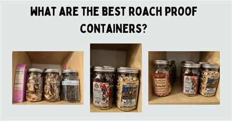 What Are The Best Cockroach Proof Containers