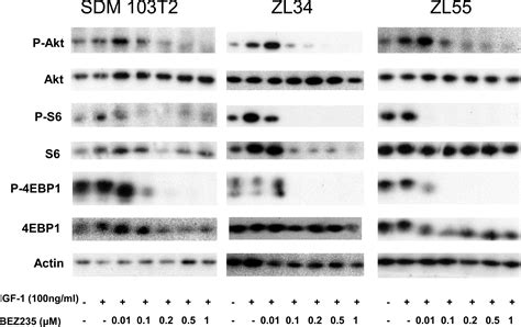 Nccn Guidelines Peritoneal Mesothelioma