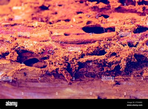 Tree Ants Possibly Camponotus And Their Moves And Rotten Tree Trunk