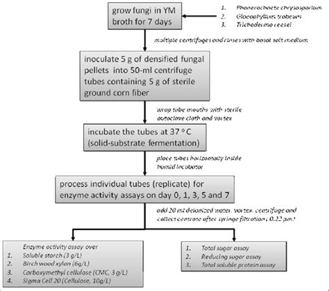 Schematic Of Overall Experiment On Solid Substrate Fermentation Of Corn Download Scientific