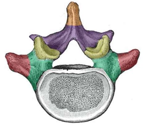Vertebrae Labelling Diagram Quizlet