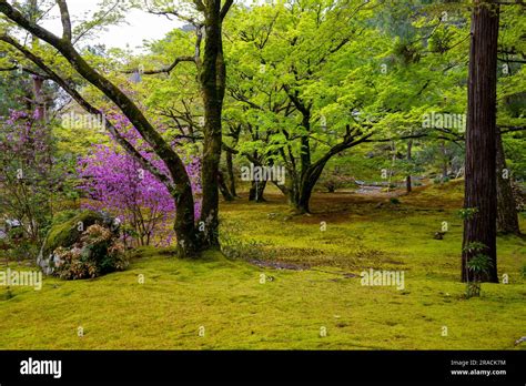 Hogon Im Tempel Fotos Und Bildmaterial In Hoher Auflösung Alamy