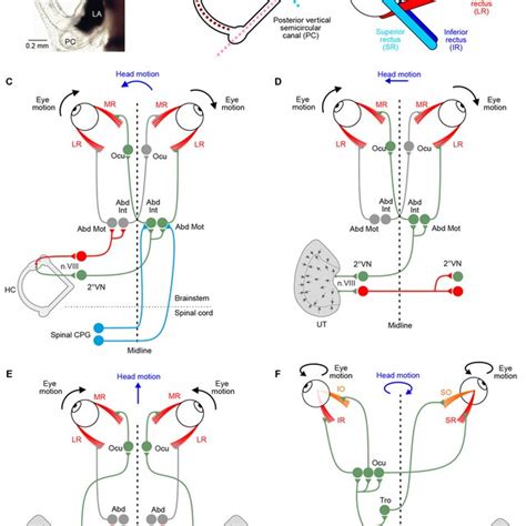 Morphological Substrate Underlying Angular And Linear Vestibulo Ocular