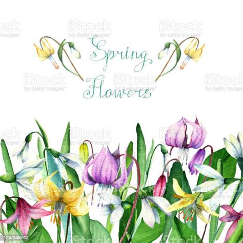 스노우드롭 에리스로늄 봄 또는 여름 디자인 드로잉 수채화 아름다운 카드 수채화 꽃 세트 나뭇잎과 꽃이 있는 다채로운 꽃화환 얼레지에 대한 스톡 벡터 아트 및 기타 이미지
