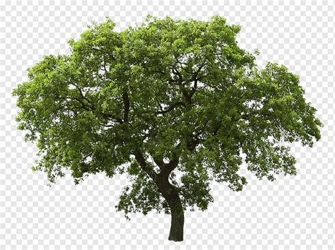 Tree Oak Tree Leaf Branch Grass Png PNGWing