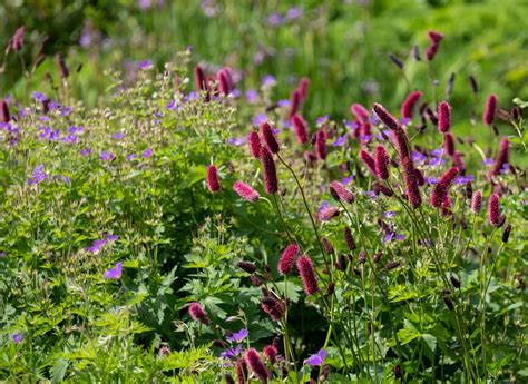 Dont Worry About Watering 17 Drought Tolerant Plants That Are Natural Survivors