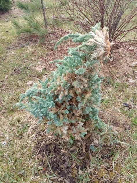 Отзыв о Минеральное удобрение Буйские удобрения Зеленая игла Моим хвойным любимцам обед