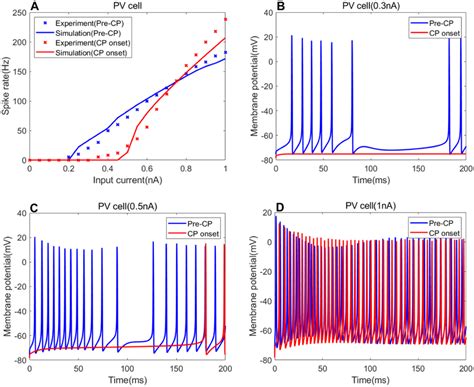 Intrinsic Firing Properties Of Pv Interneuron Before And After Cp